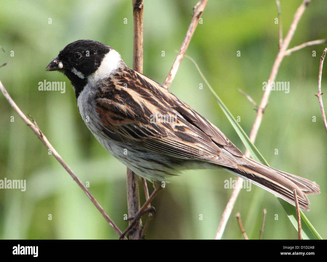 Male reed bunting (Emberiza schoeniclus), a bunting variety that mainly ...