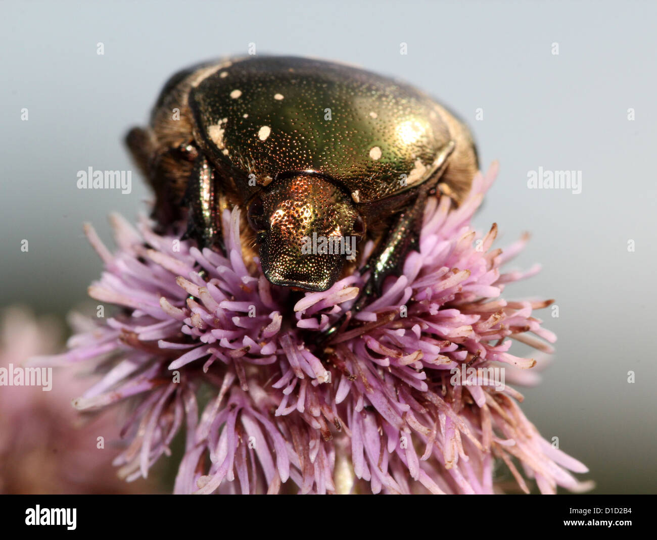 Macro image of a Green Rose Chafer beetle (Cetonia aurata) feeding on a ...