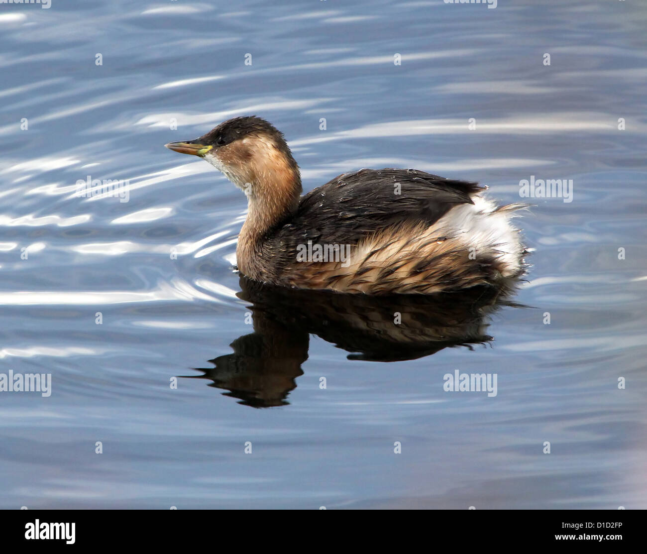 Juvenile little grebe hi-res stock photography and images - Alamy