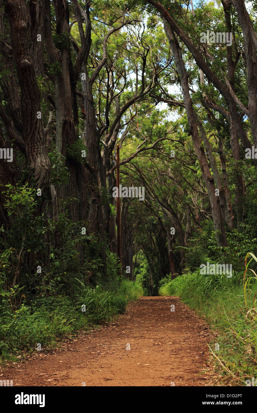 Pathway in a tropical Forest with Trees arching overhead Stock Photo ...