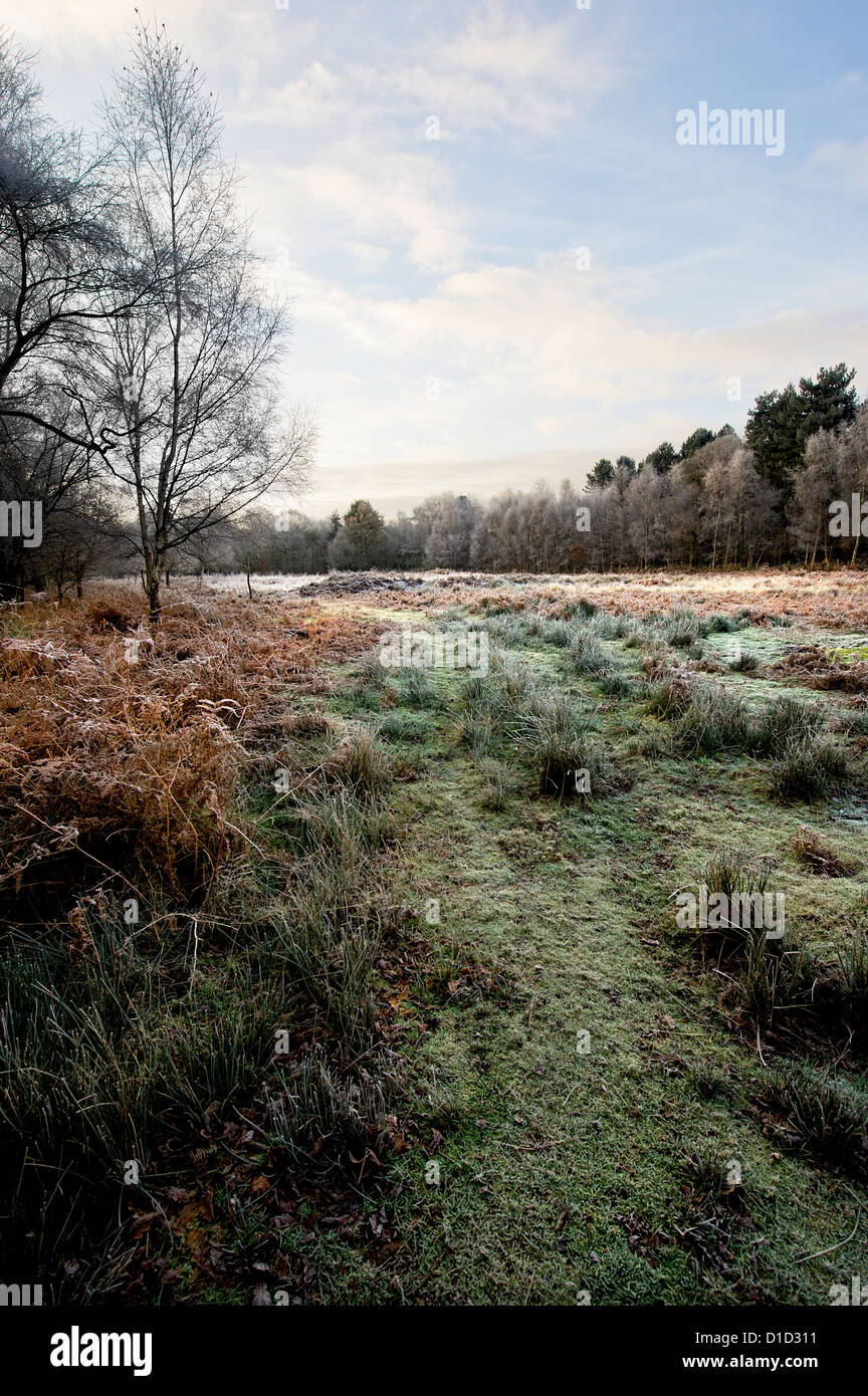 Bracken in winter hi-res stock photography and images - Alamy