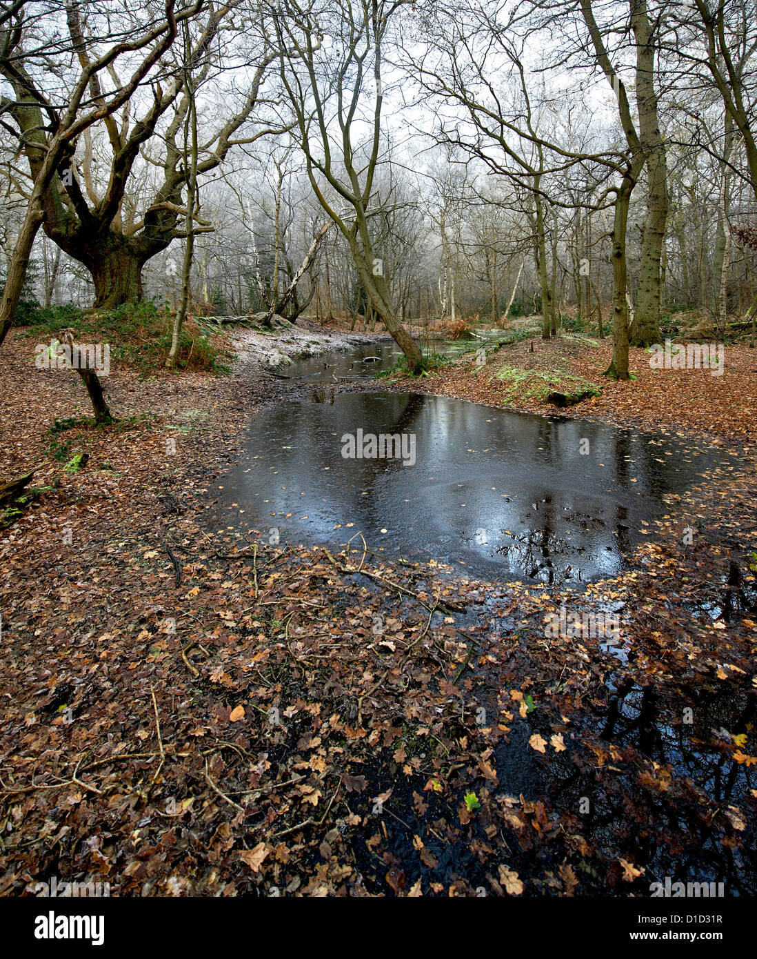 A pond covered in ice in Thorndon Park Stock Photo - Alamy