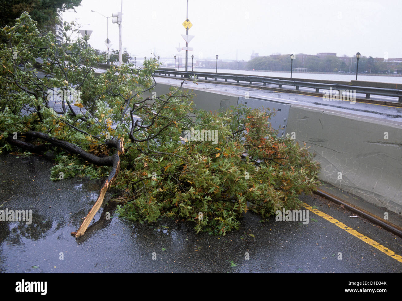 Rain and storm flood damage. Fallen tree on FDR Drive. Raining New York ...
