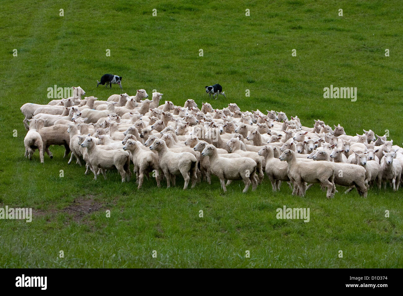 Header dogs gather Romney sheep into flock and drive them home ...