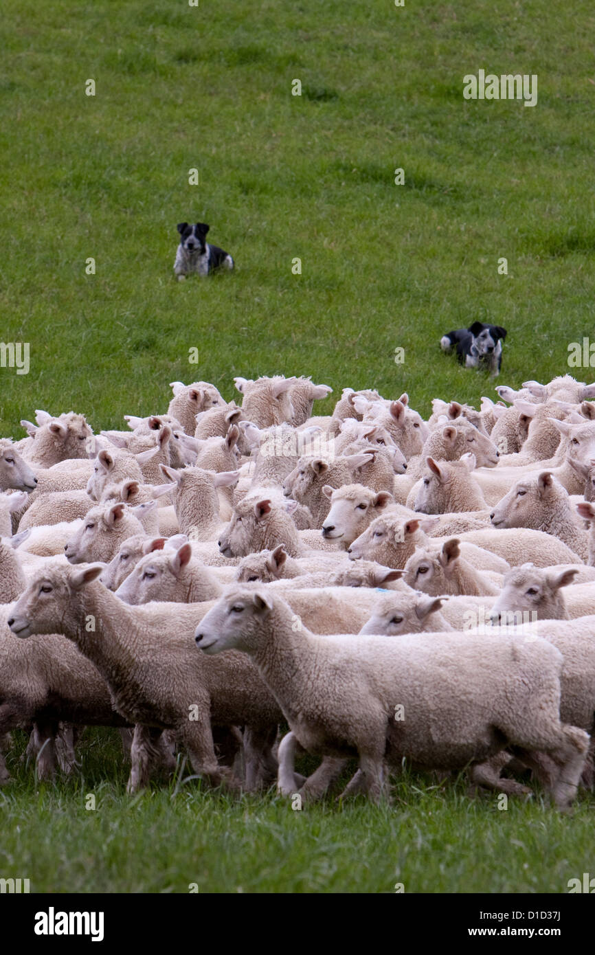 Header dogs gather Romney sheep into flock and drive them home ...