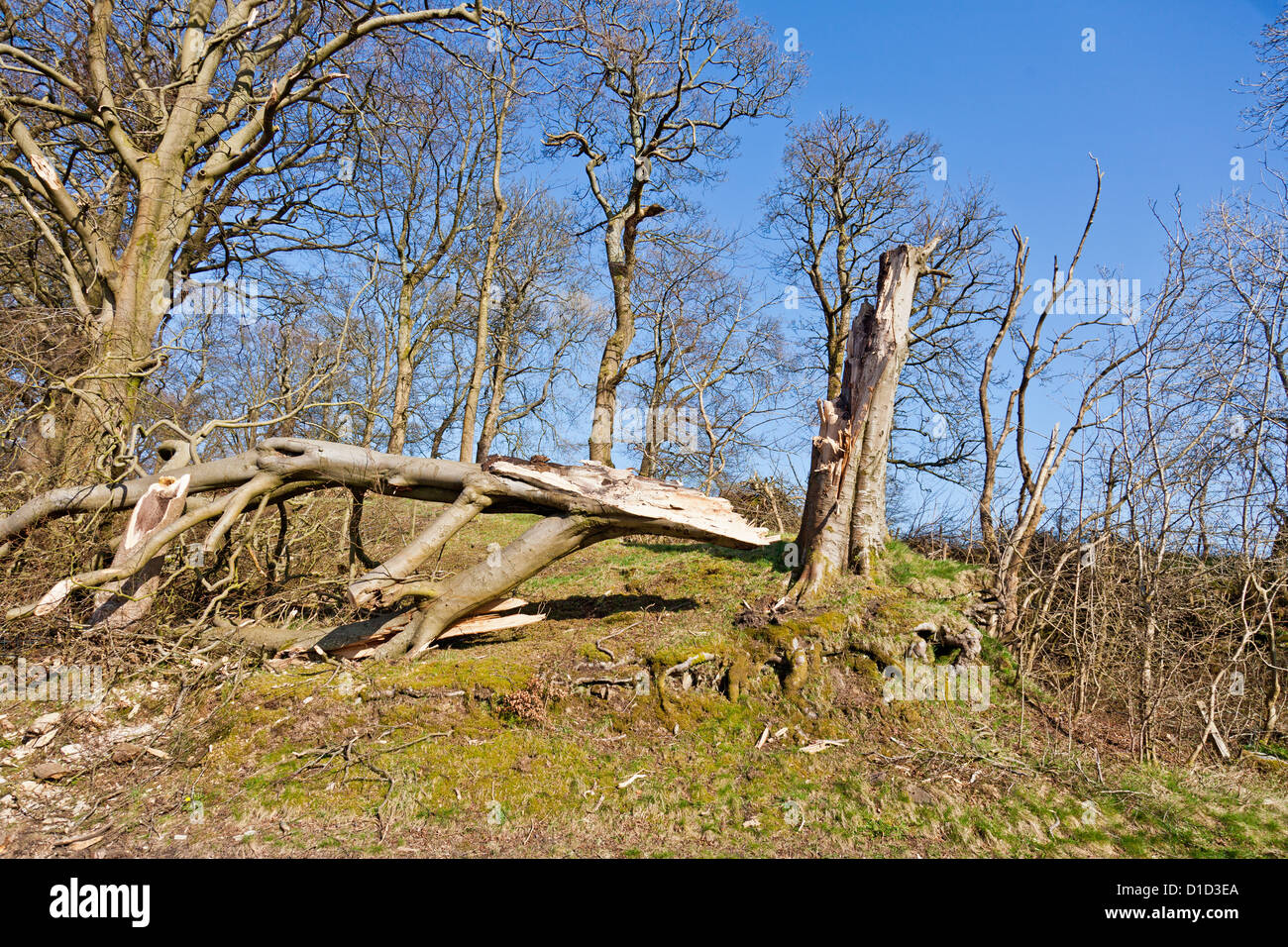 Storm damage to trees in a woodland. One tree has been broken by the ...