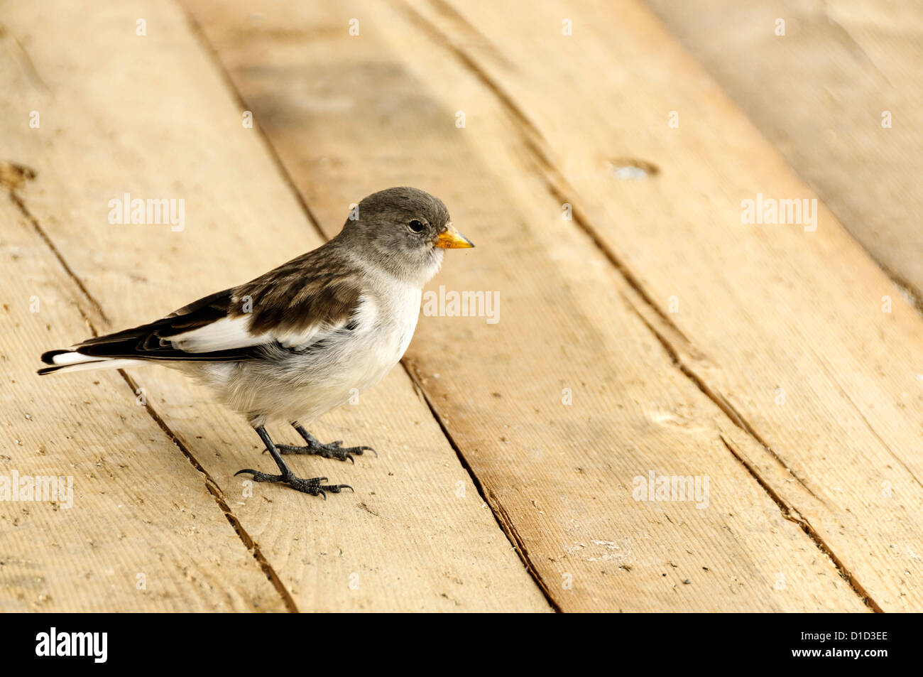 A Snow Finch outside a mountain hut Stock Photo - Alamy