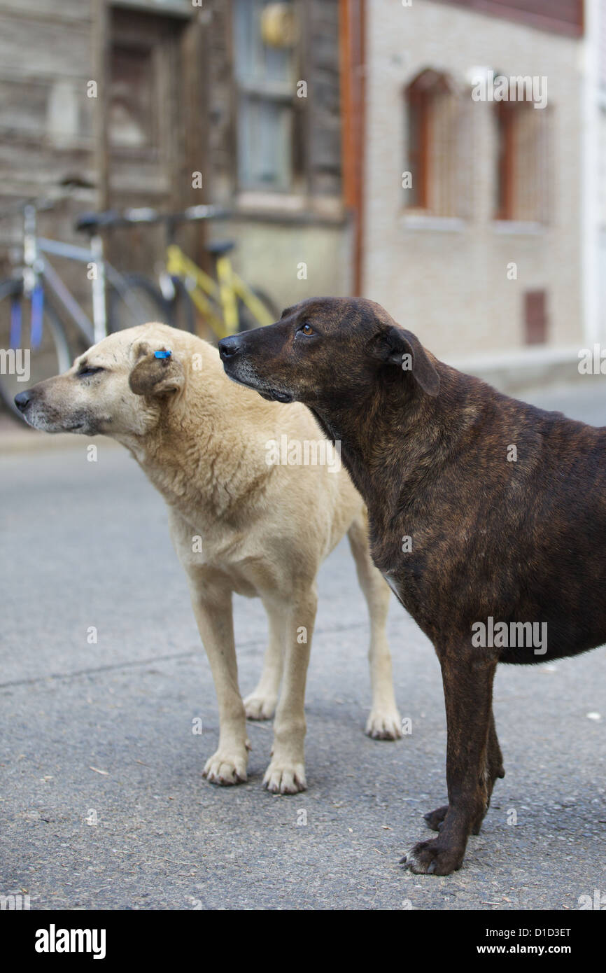 Dogs of istanbul hi-res stock photography and images - Alamy