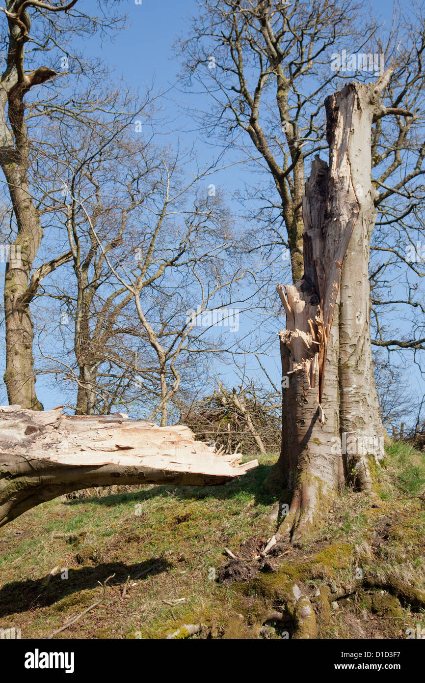 Storm damage to trees in a woodland. One tree has been broken by the ...