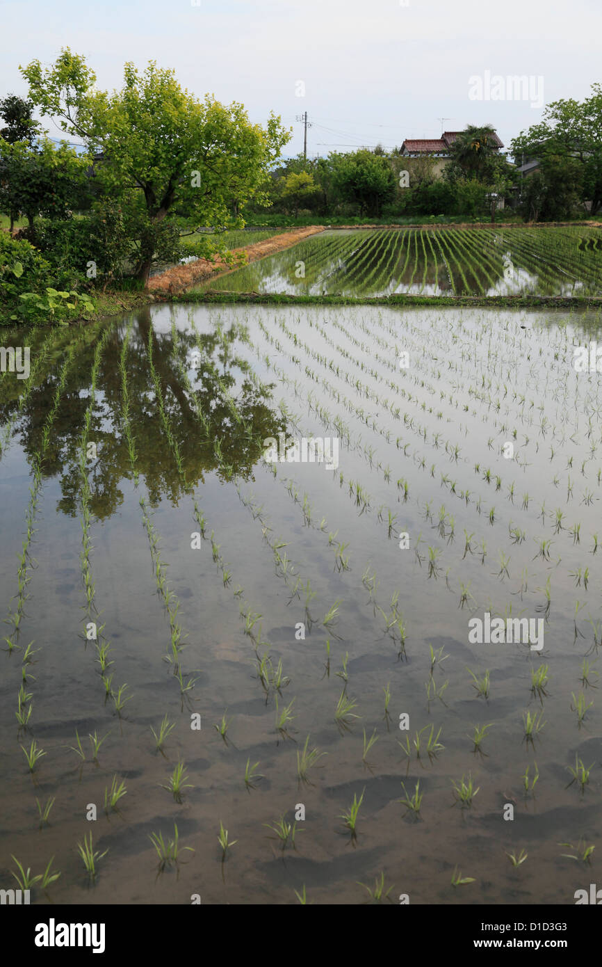 Rice Paddy in Spring, Toyama, Japan Stock Photo - Alamy