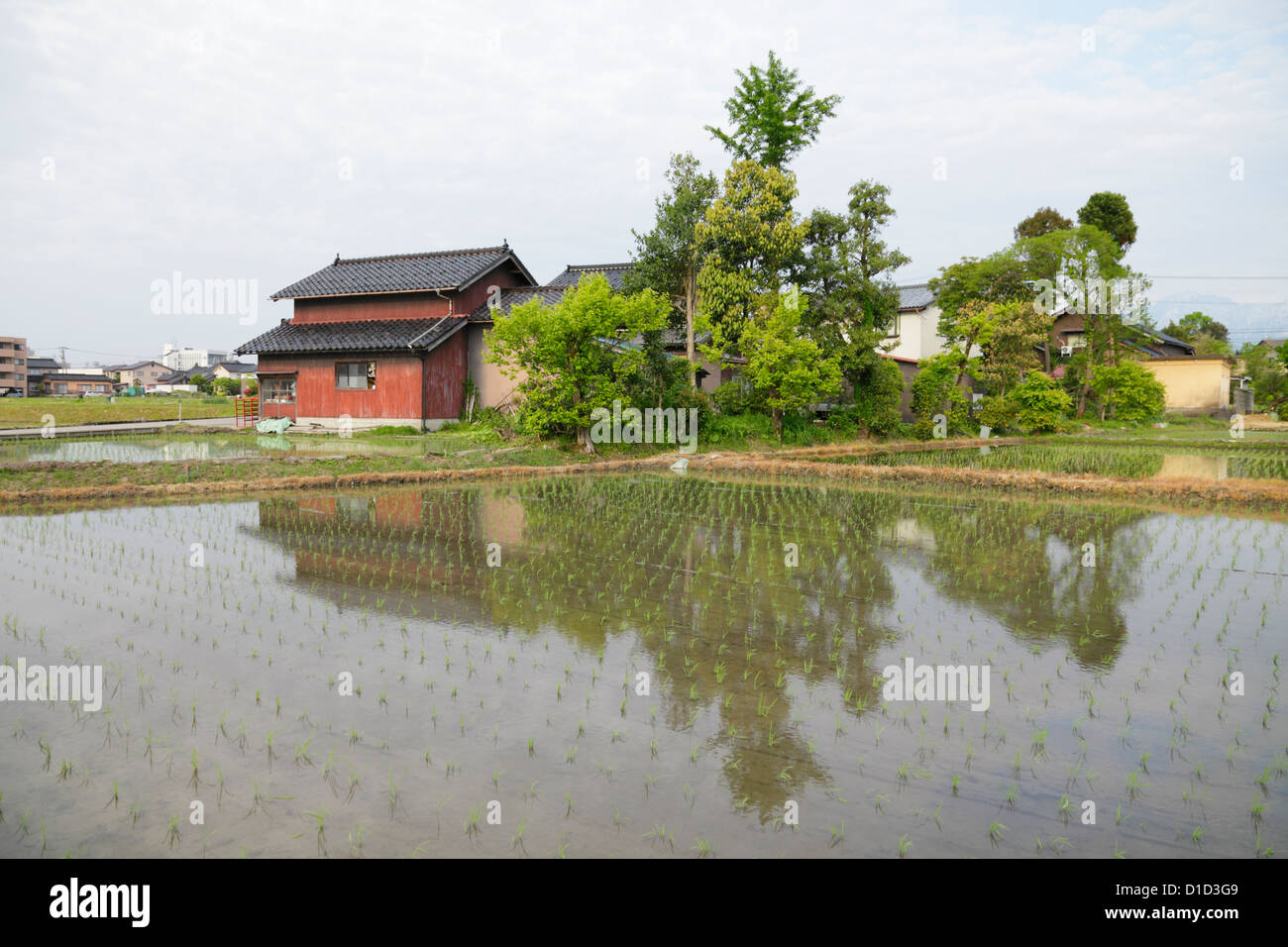 Rice Paddy in Spring, Toyama, Japan Stock Photo - Alamy