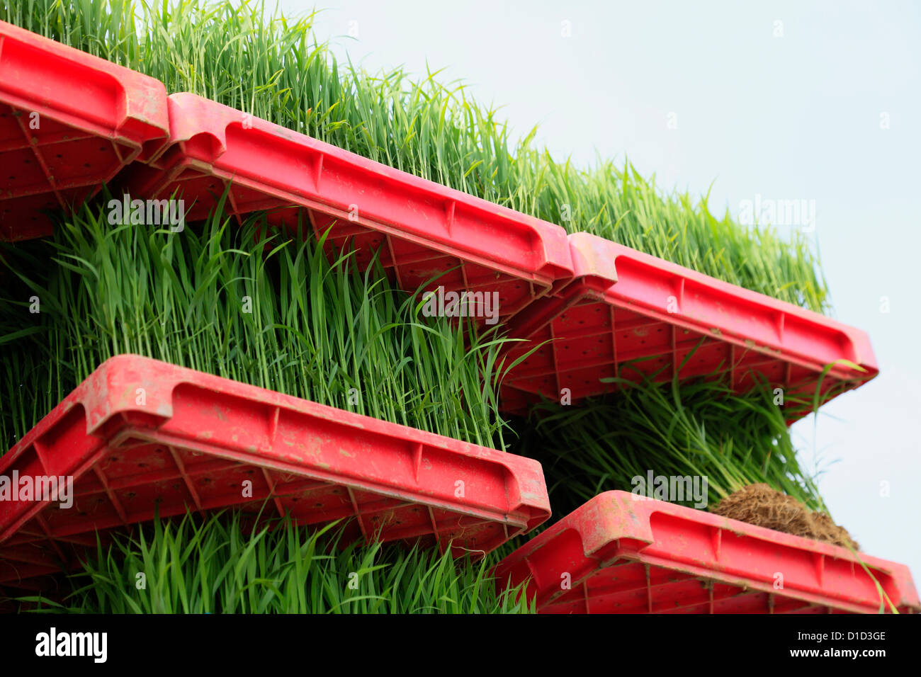 Young Rice Plants in Boxes Stock Photo - Alamy