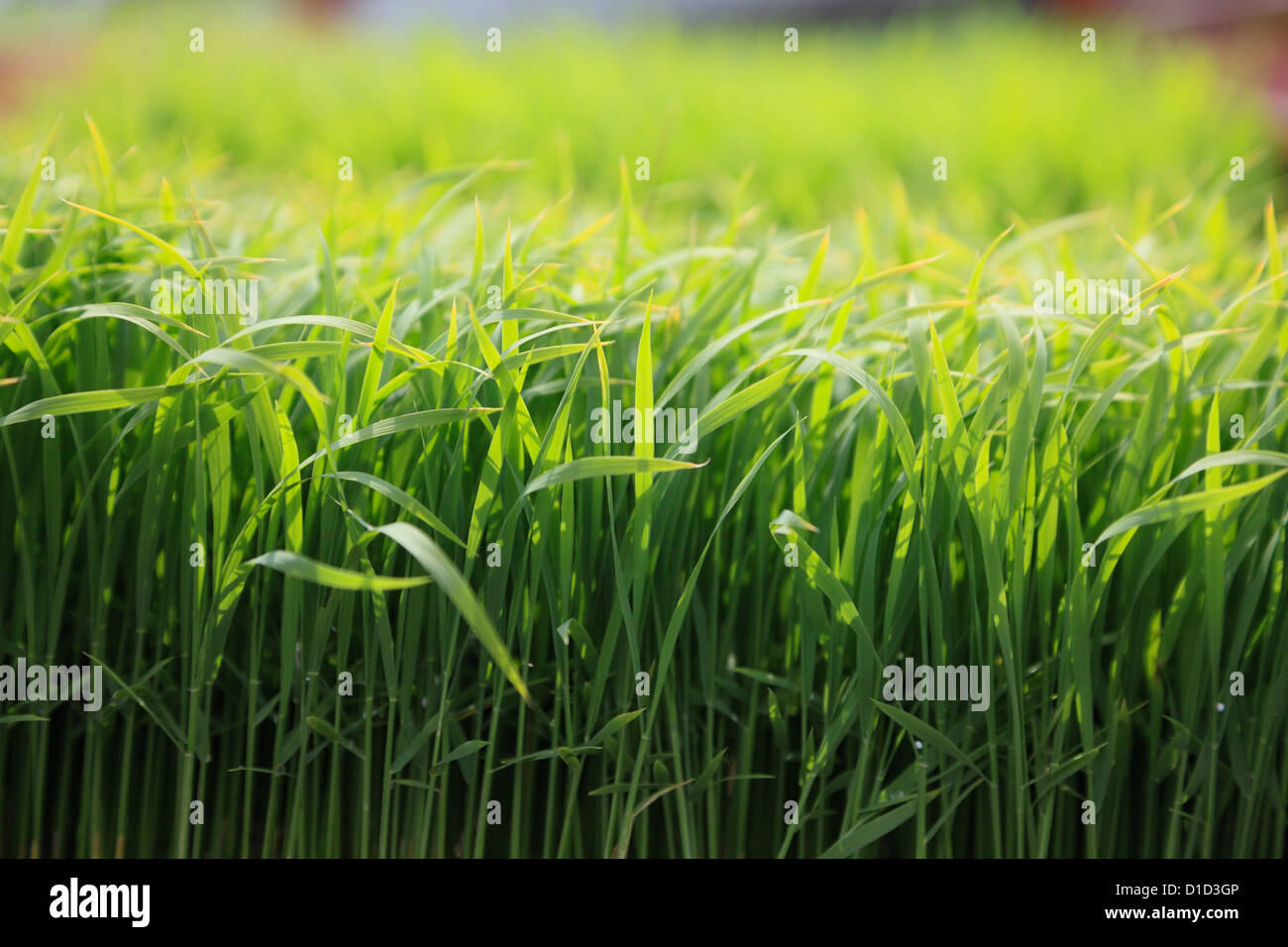 Young Rice Plants Stock Photo - Alamy