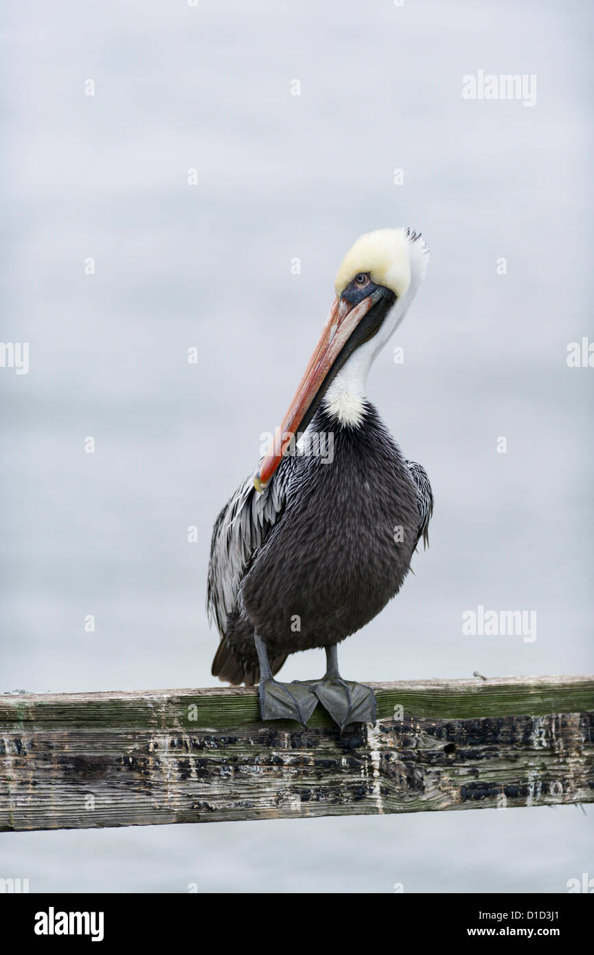 Pelican at Cedar Key, Florida USA Stock Photo - Alamy
