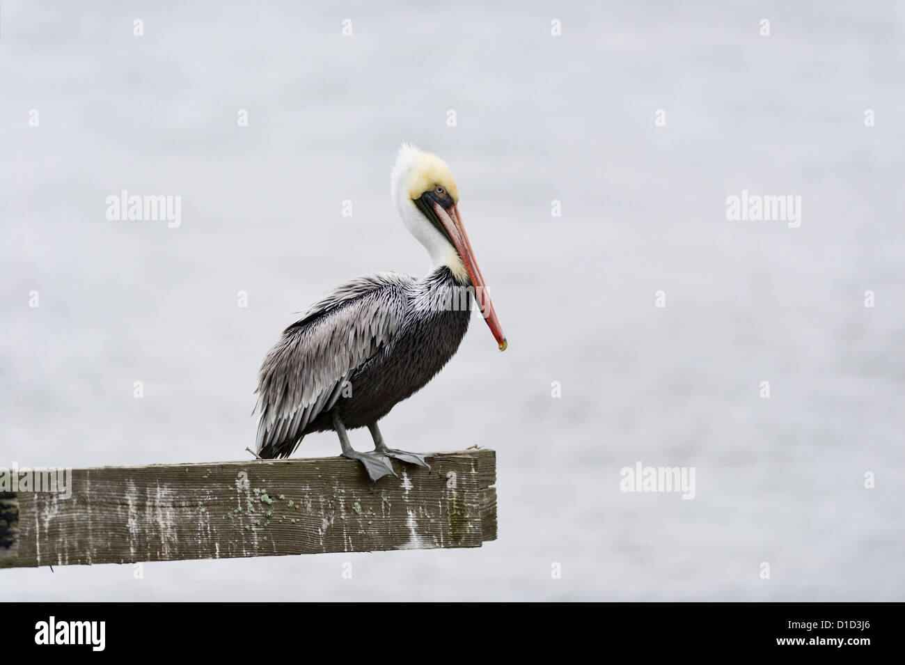 Pelican at Cedar Key, Florida USA Stock Photo - Alamy