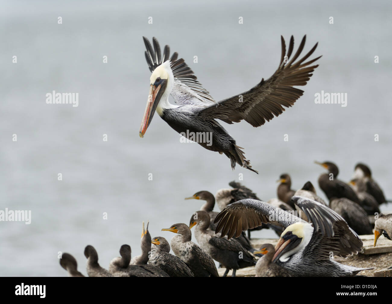 Pelican at Cedar Key, Florida USA Stock Photo - Alamy