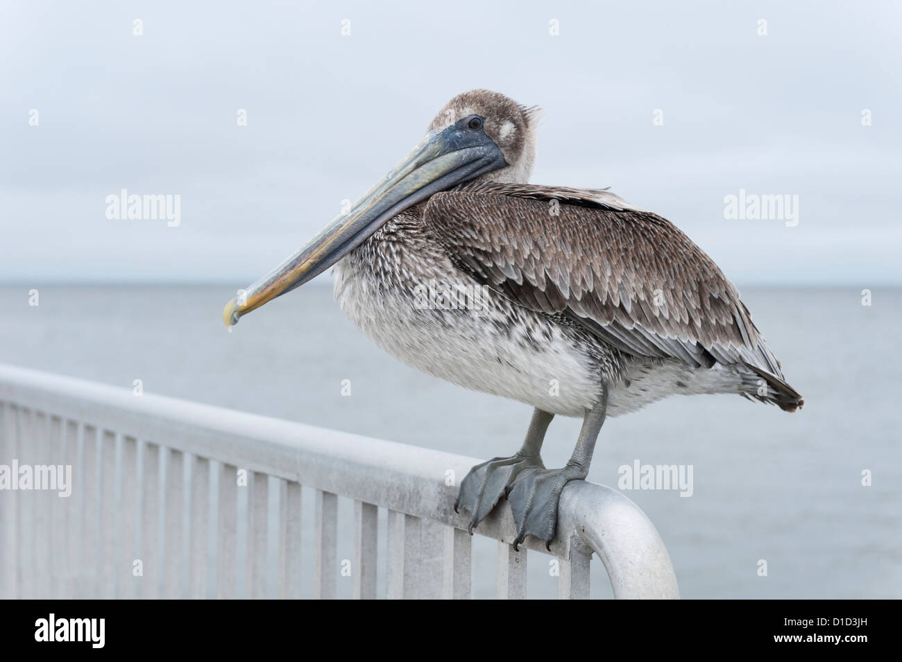 Pelican at Cedar Key, Florida USA Stock Photo - Alamy