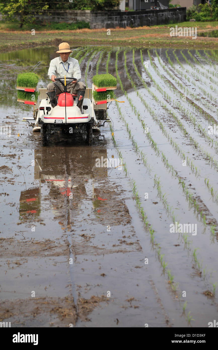 Japanese box plants hi-res stock photography and images - Alamy