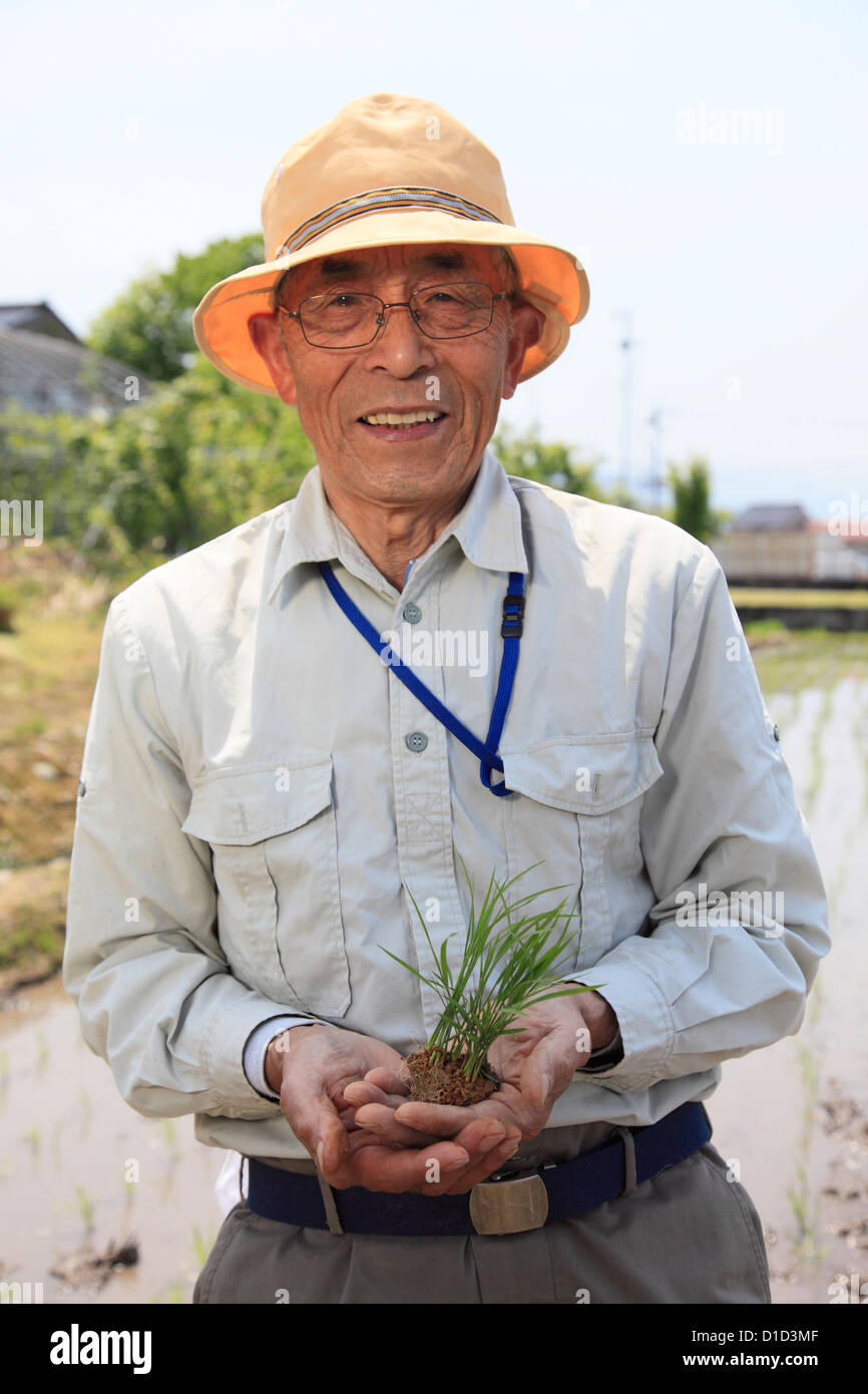 Farmer Holding Young Rice Plants Stock Photo - Alamy