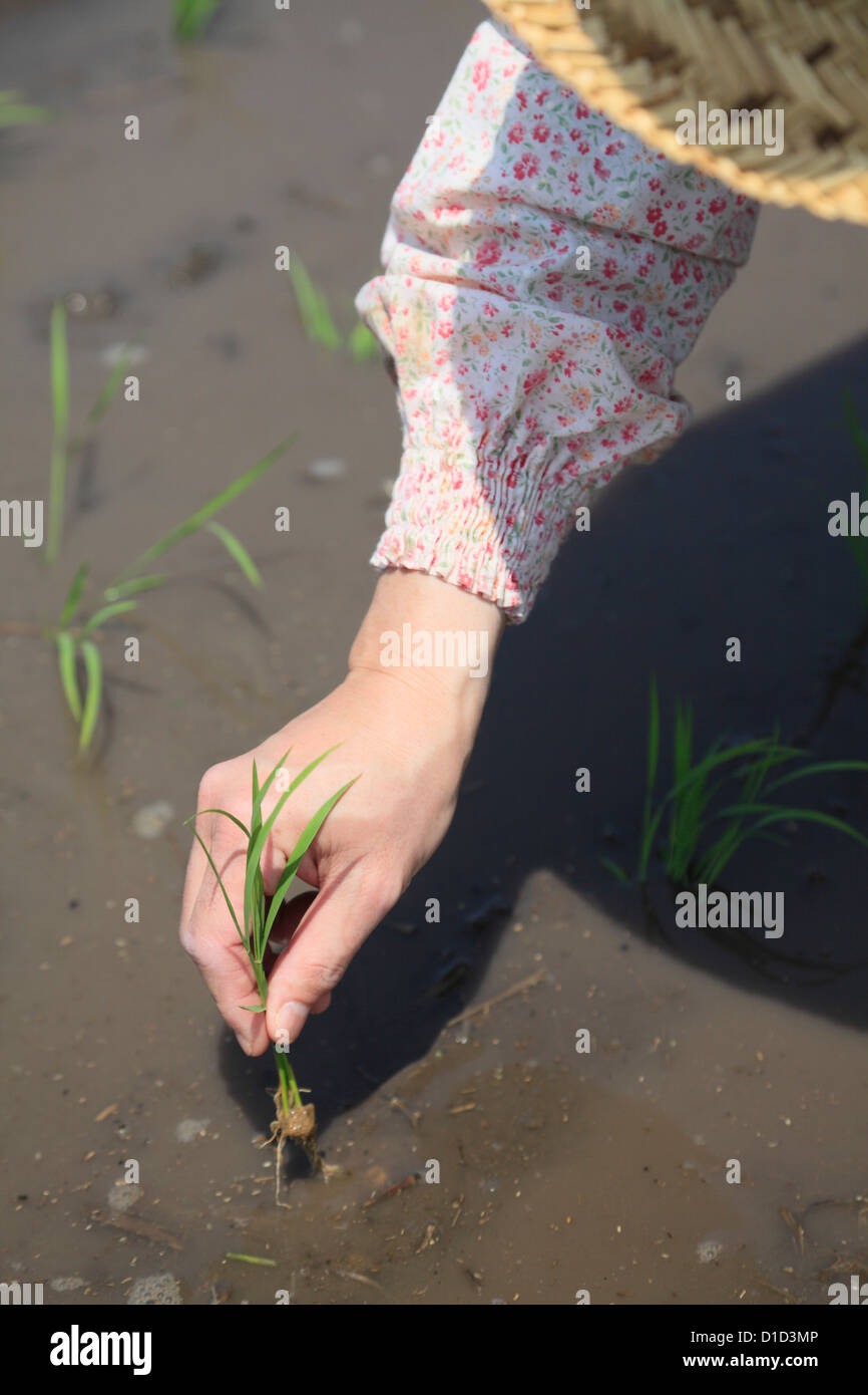 Female Farmer Rice Planting by Hand Stock Photo - Alamy