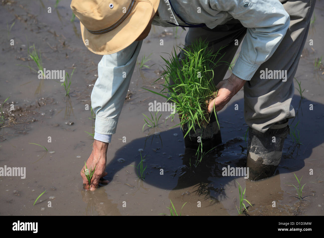 Farmer Rice Planting by Hand Stock Photo - Alamy