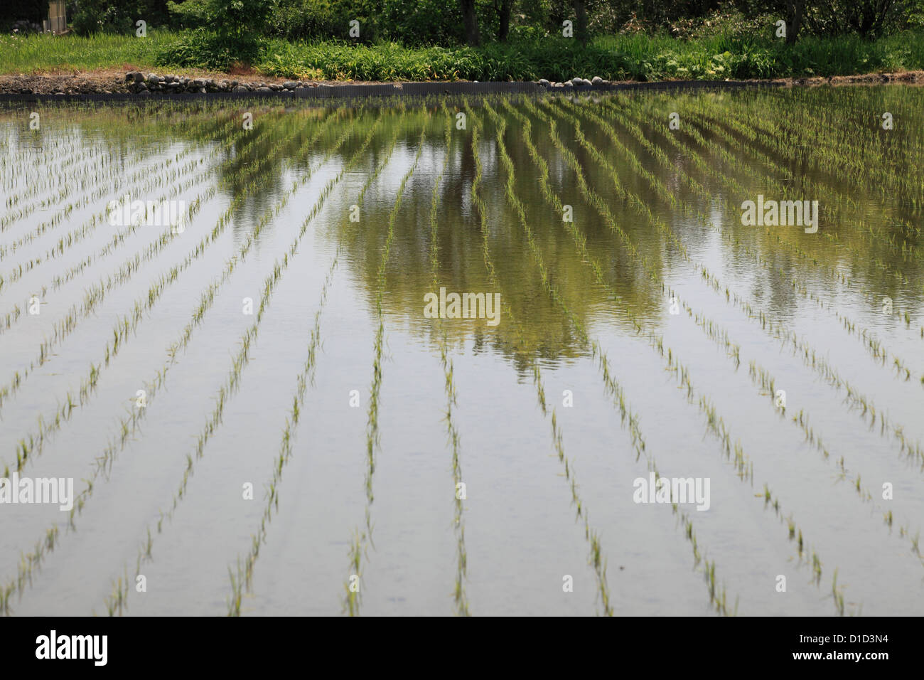 Rice Paddy in Spring, Toyama, Japan Stock Photo - Alamy