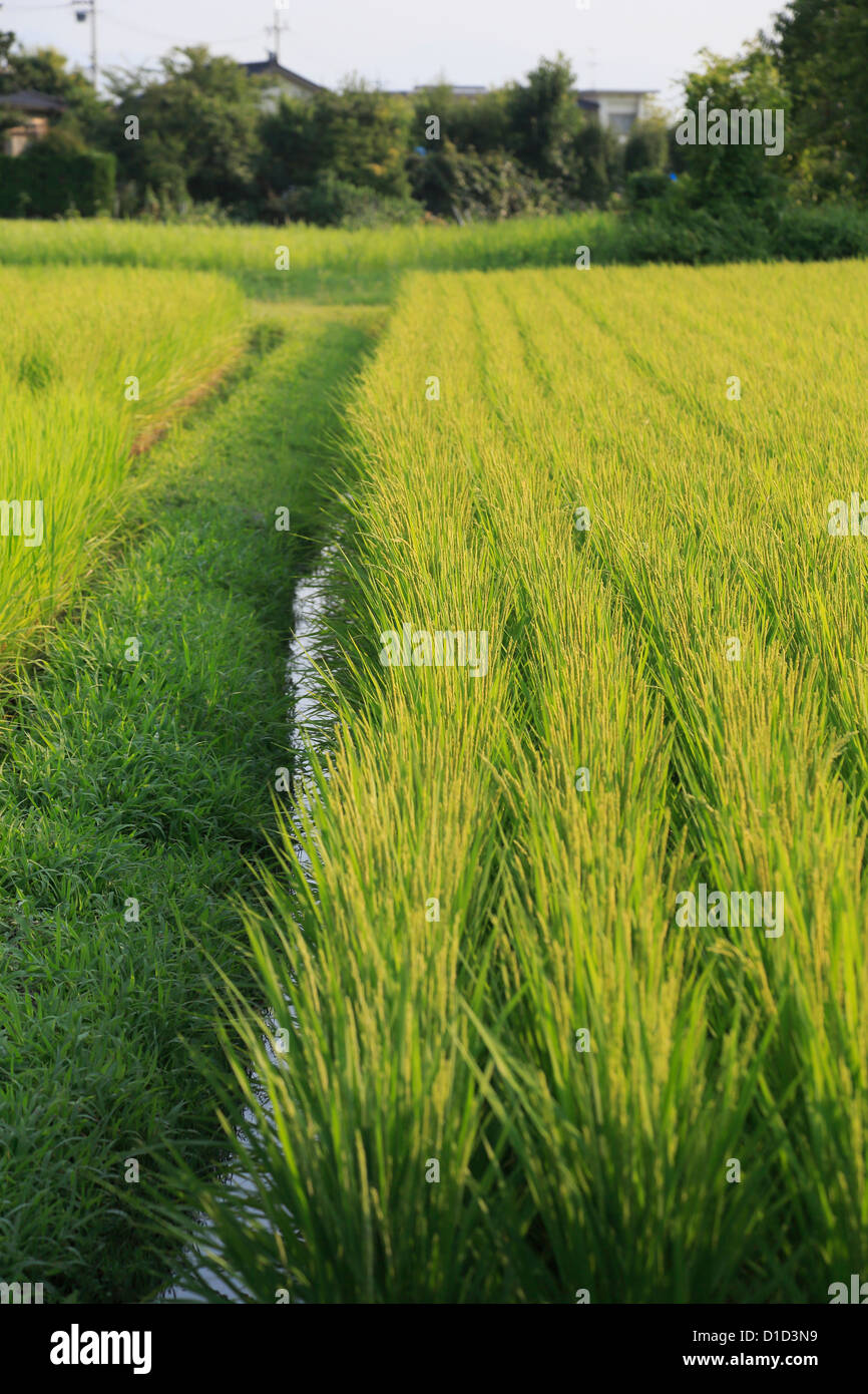 Rice Paddy in Summer, Toyama, Japan Stock Photo - Alamy