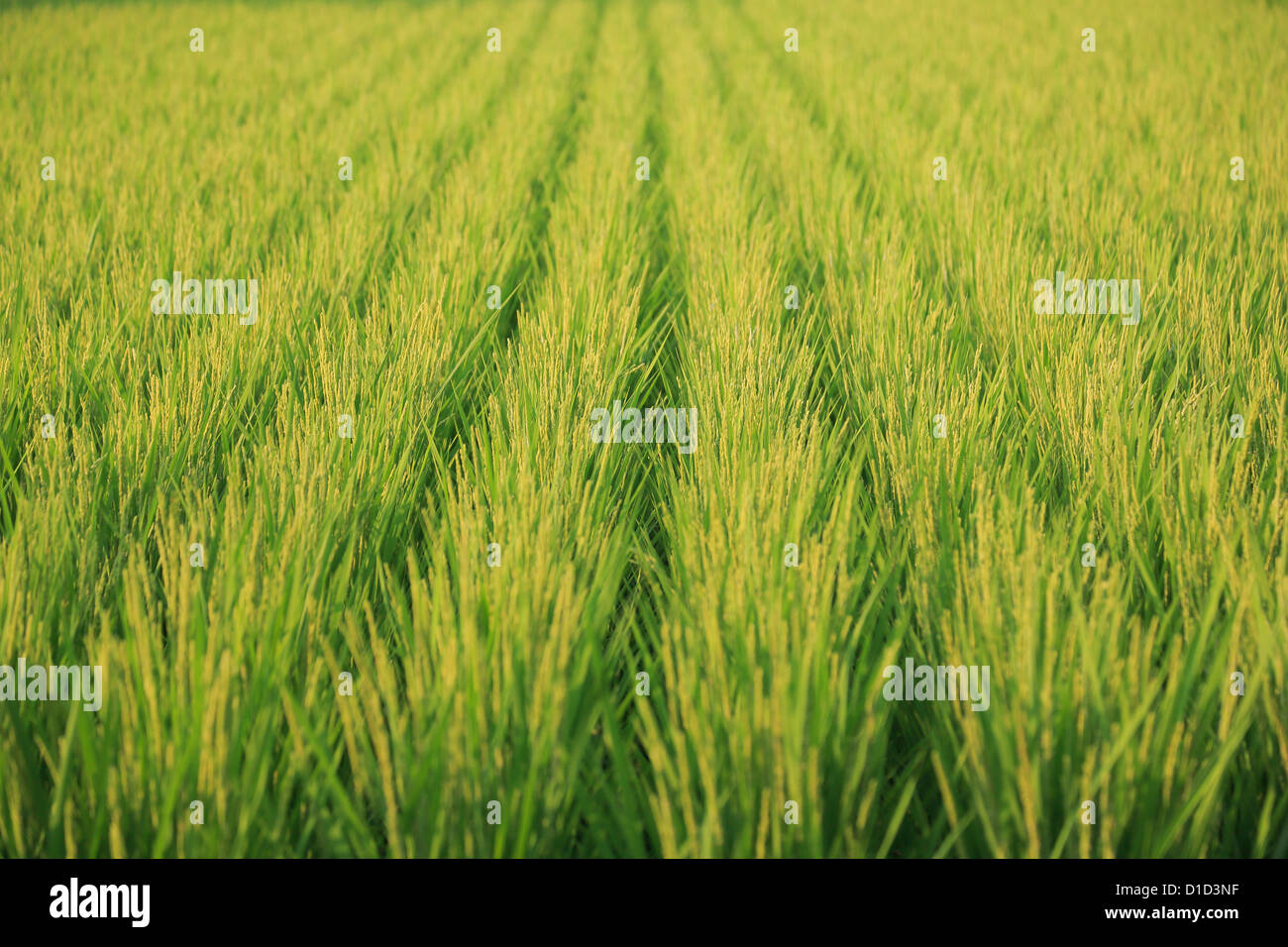 Rice Paddy in Summer, Toyama, Japan Stock Photo - Alamy