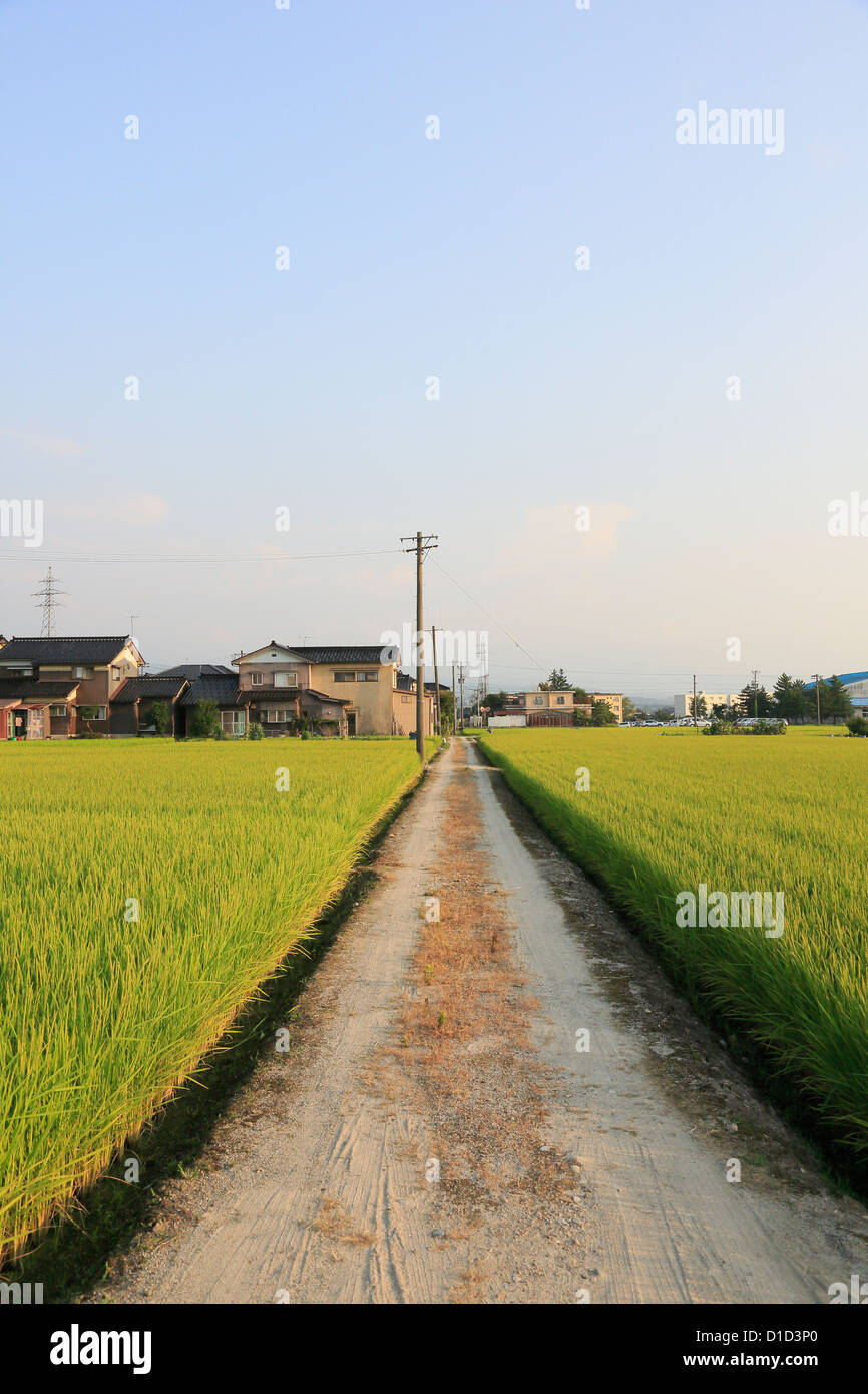 Rice Paddy in Summer and Footpath, Toyama, Japan Stock Photo - Alamy