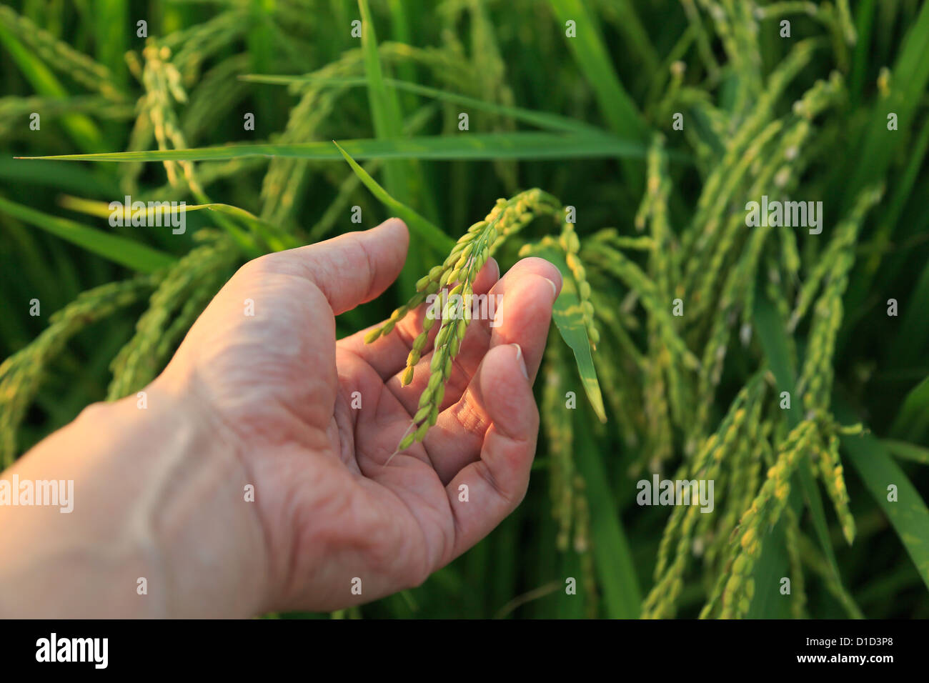 Farmer Touching Rice Ear at Rice Paddy in Summer Stock Photo - Alamy