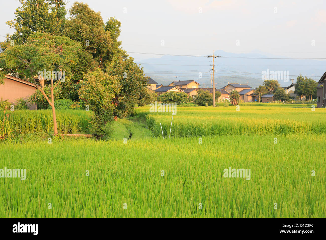 Rice Paddy in Summer, Toyama, Japan Stock Photo - Alamy