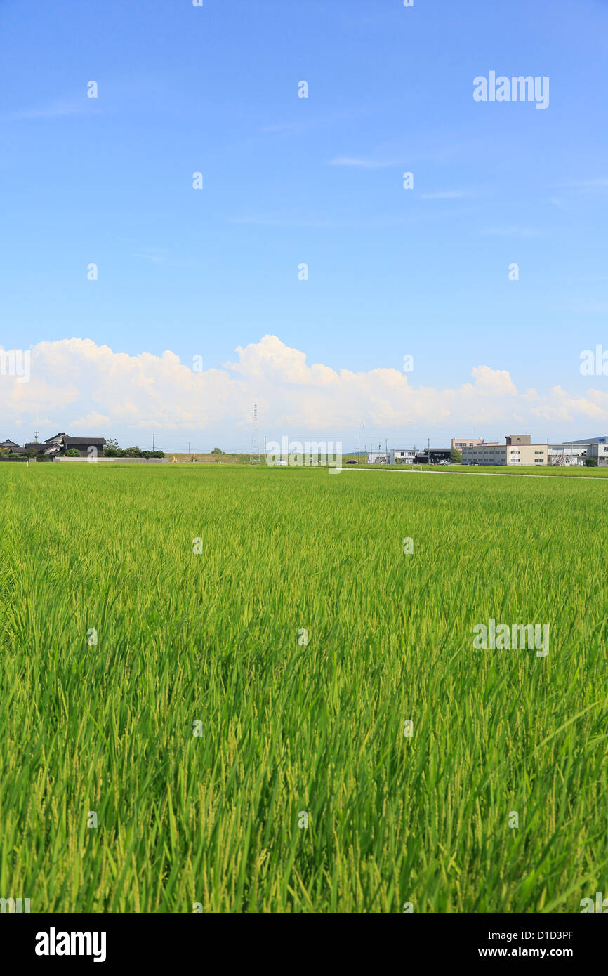 Rice Paddy in Summer, Toyama, Japan Stock Photo - Alamy