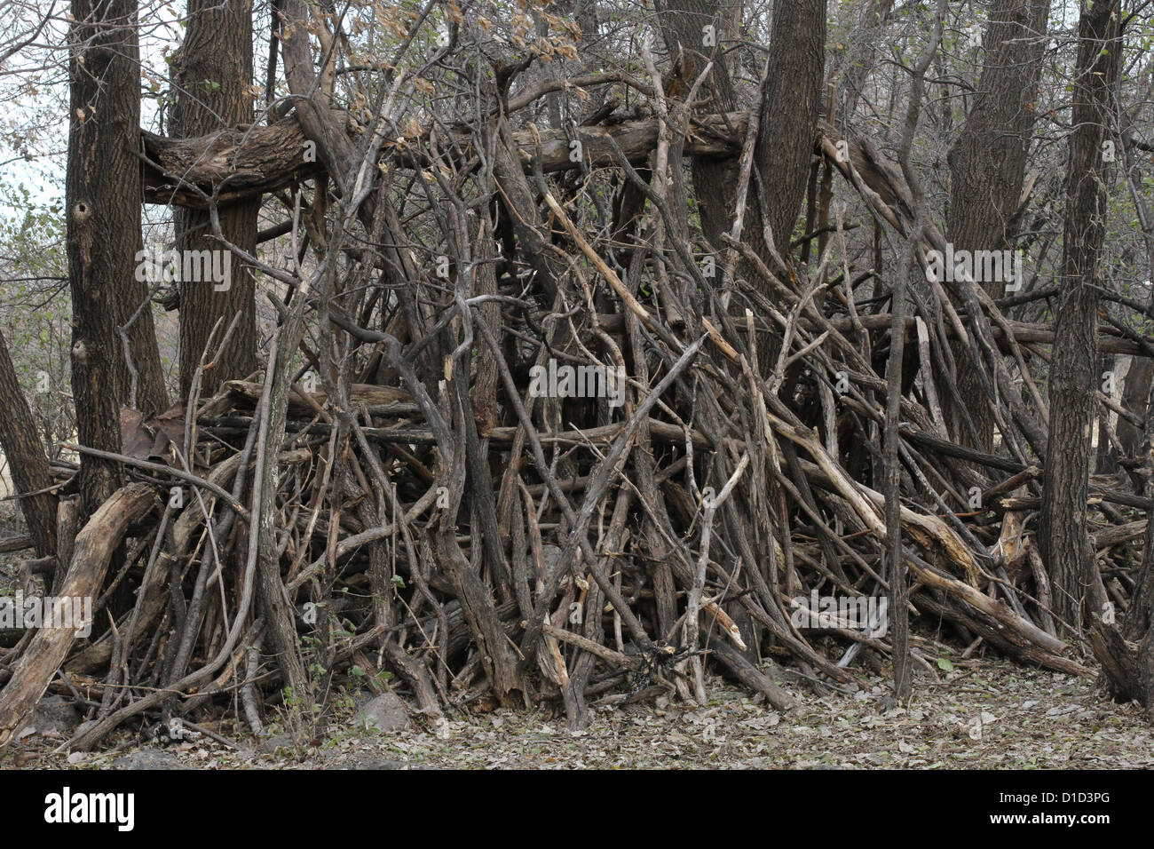 A fort in the woods made of sticks Stock Photo - Alamy
