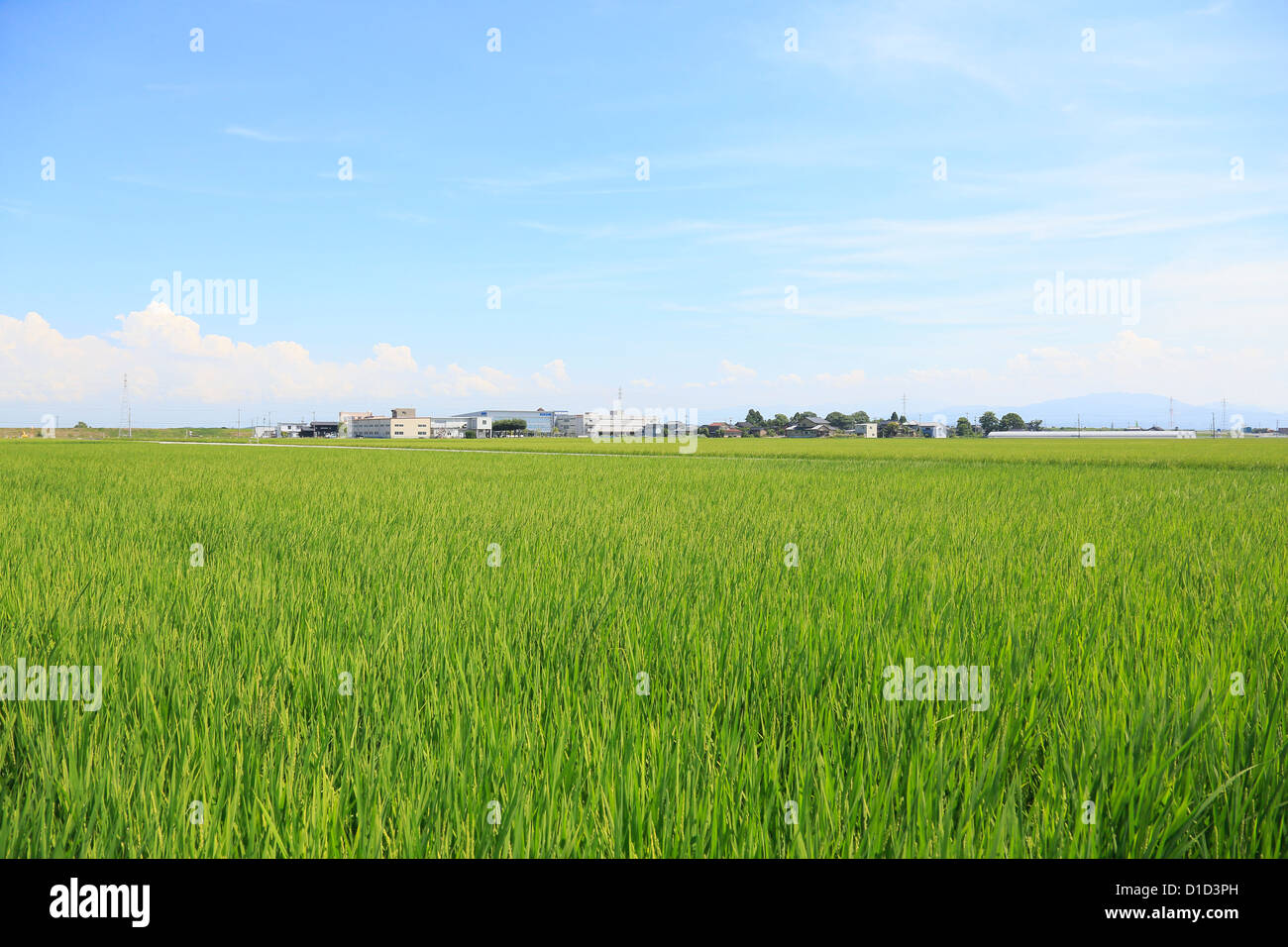 Rice Paddy in Summer, Toyama, Japan Stock Photo - Alamy