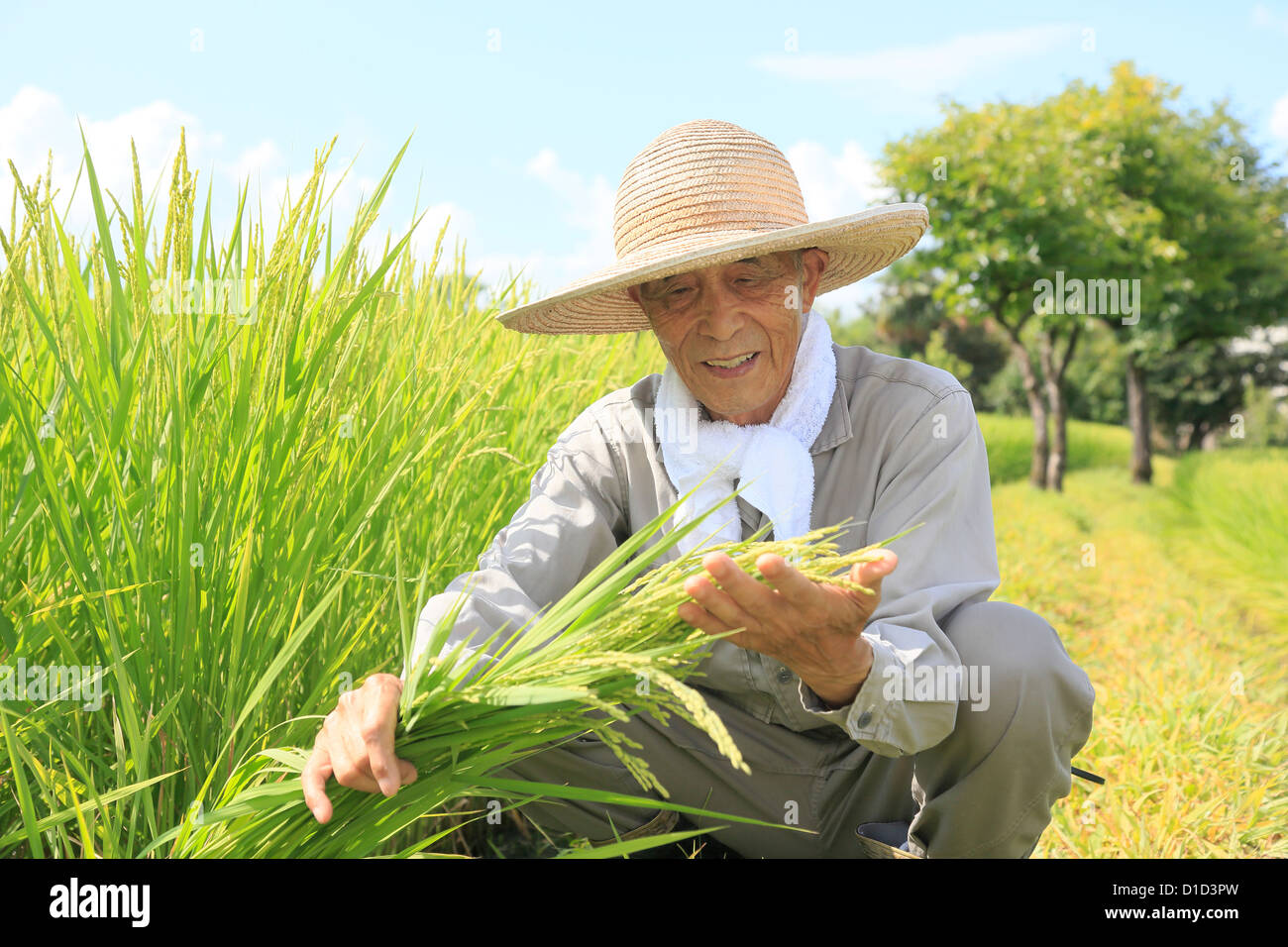 Ear of paddy hi-res stock photography and images - Alamy