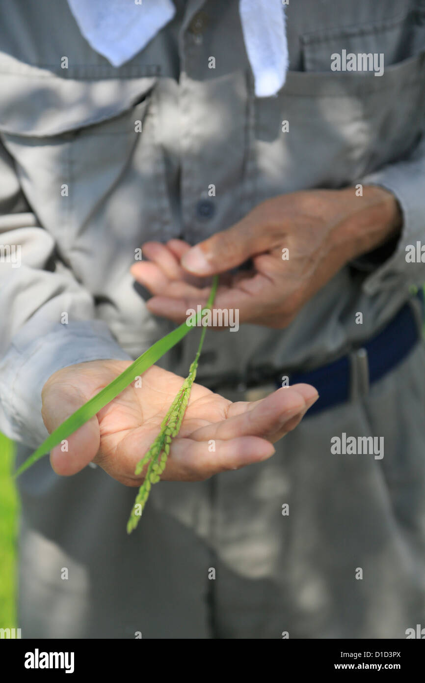 Farmer Holding Rice Ear Stock Photo - Alamy