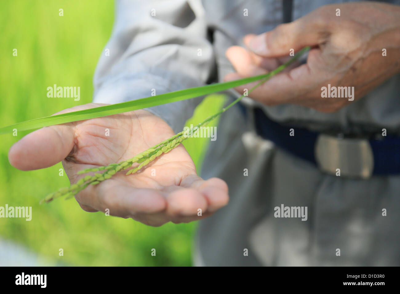 Farmer Holding Rice Ear Stock Photo - Alamy
