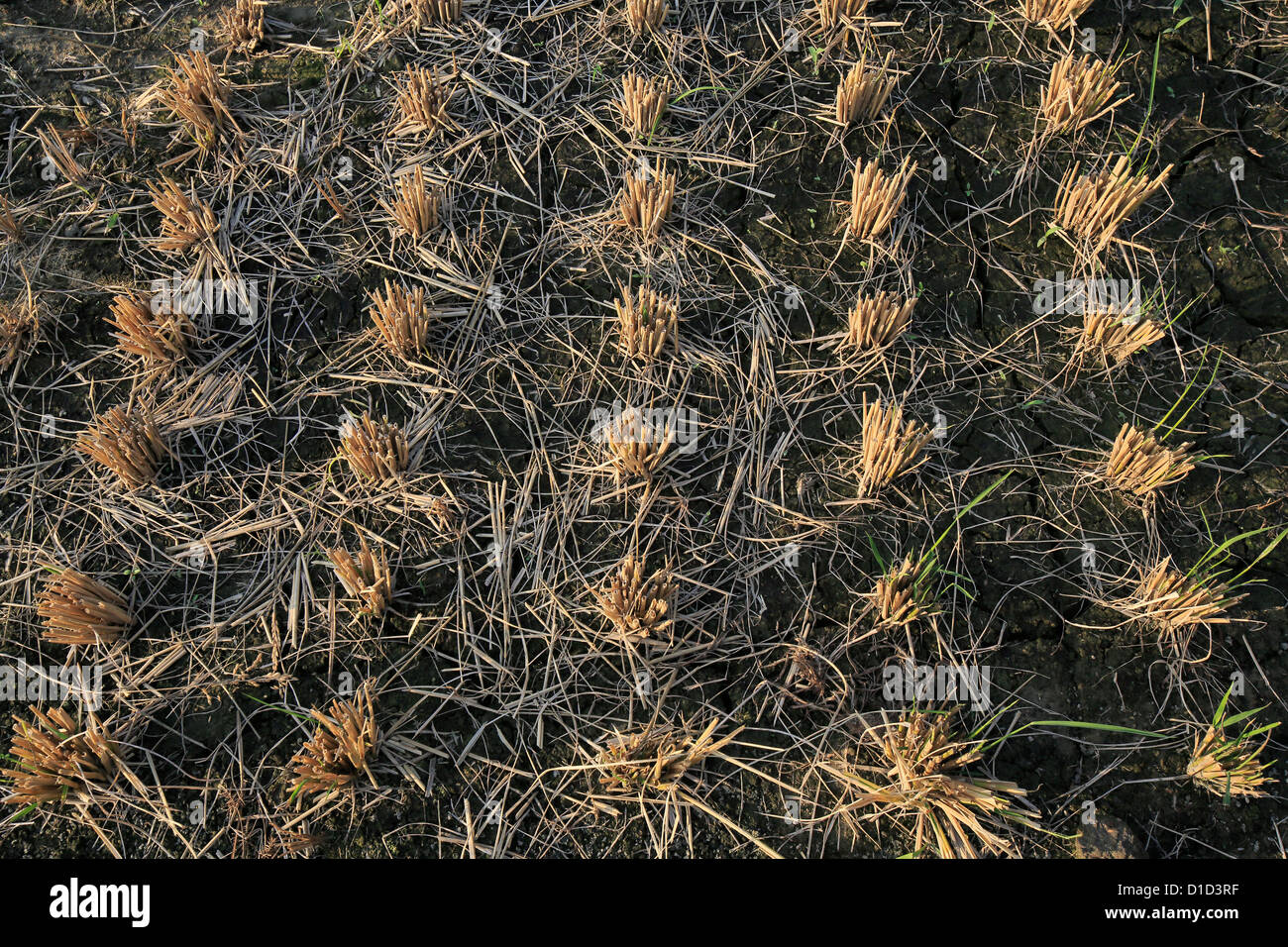 Rice Stubble in Autumn, Toyama, Japan Stock Photo - Alamy