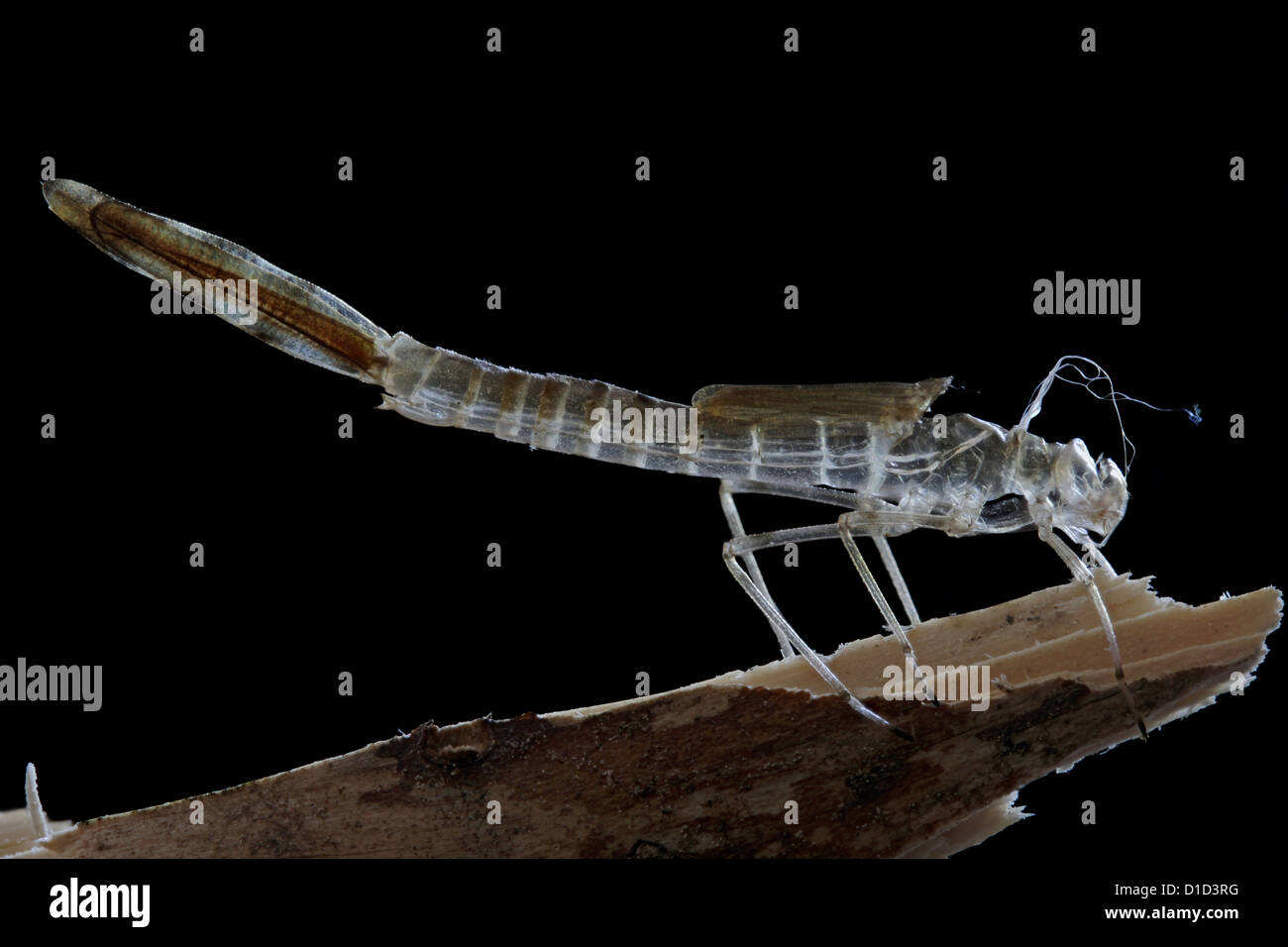 Insect respiration hi-res stock photography and images - Alamy