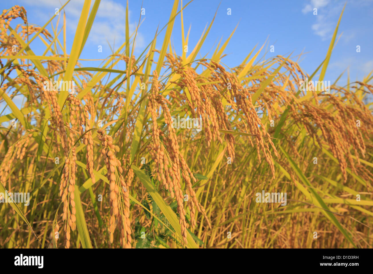 Rice Paddy in Autumn, Toyama, Japan Stock Photo - Alamy