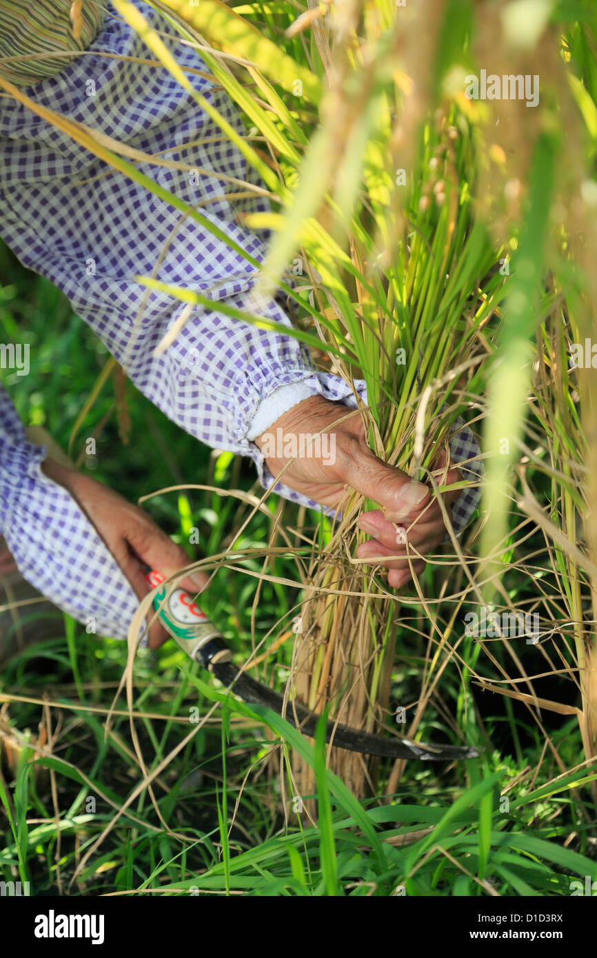 Human Hands Harvesting Rice Stock Photo - Alamy