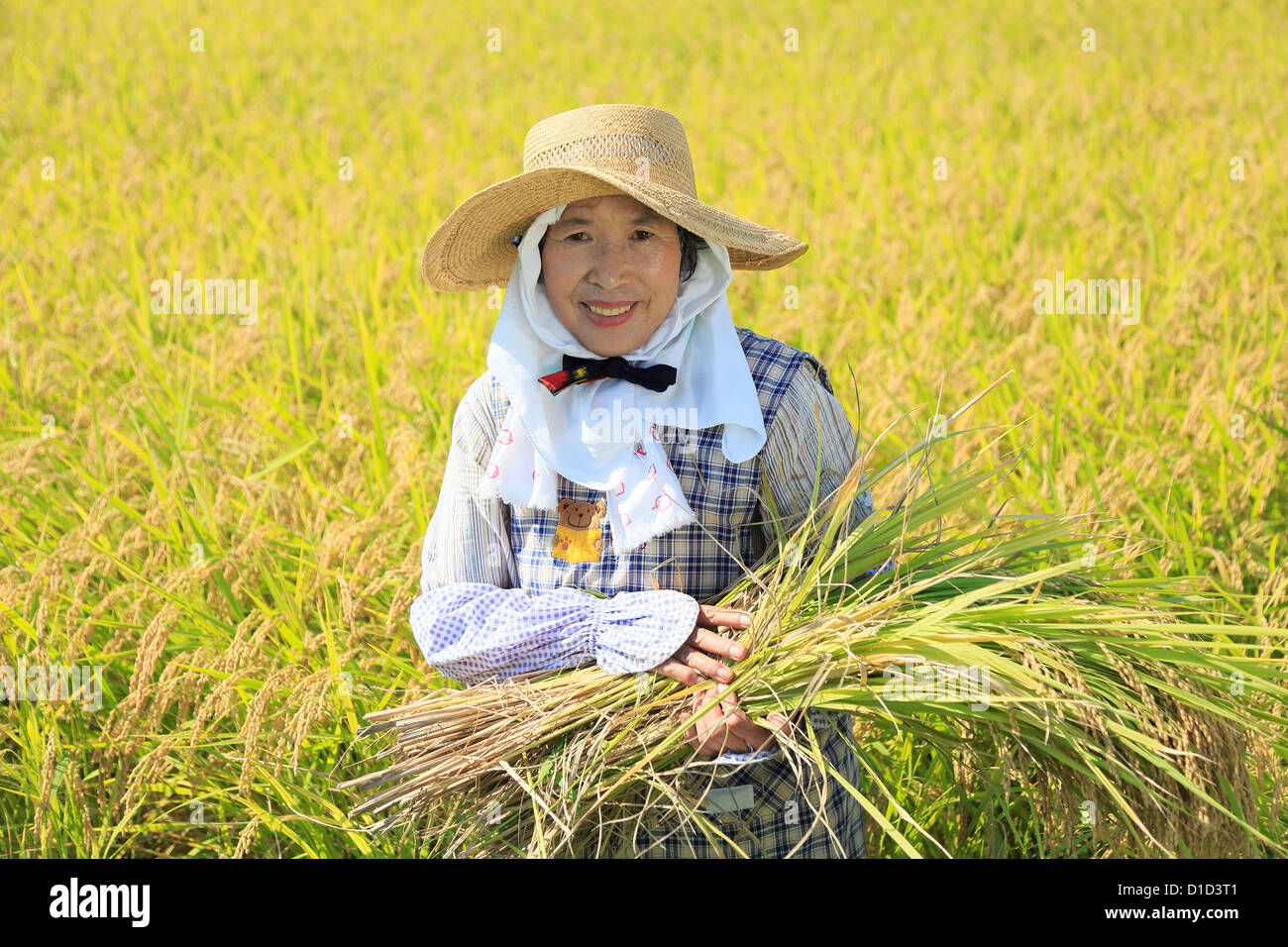 Female Farmer Holding Rice Ear and Standing in Rice Paddy in Autumn ...