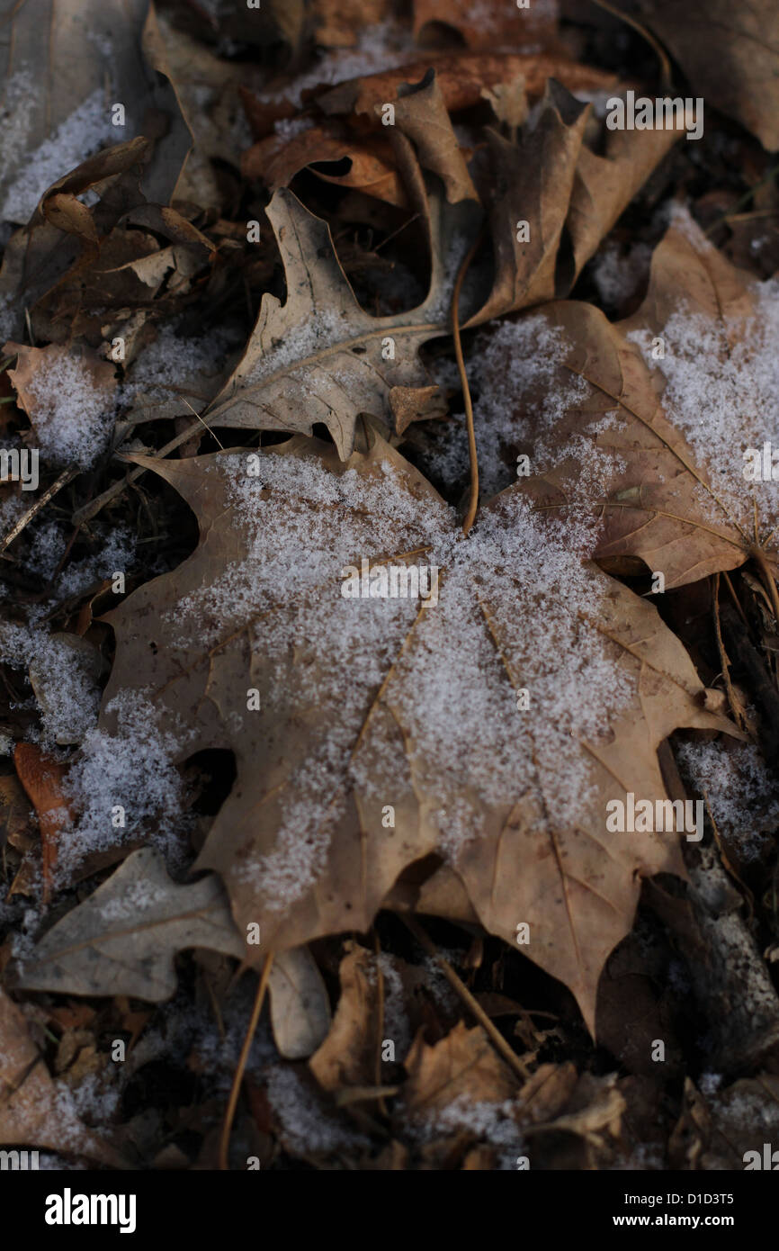 Snow dusted autumn leaves Stock Photo - Alamy