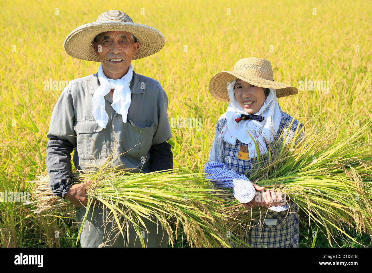 Two people harvesting rice in hi-res stock photography and images - Alamy