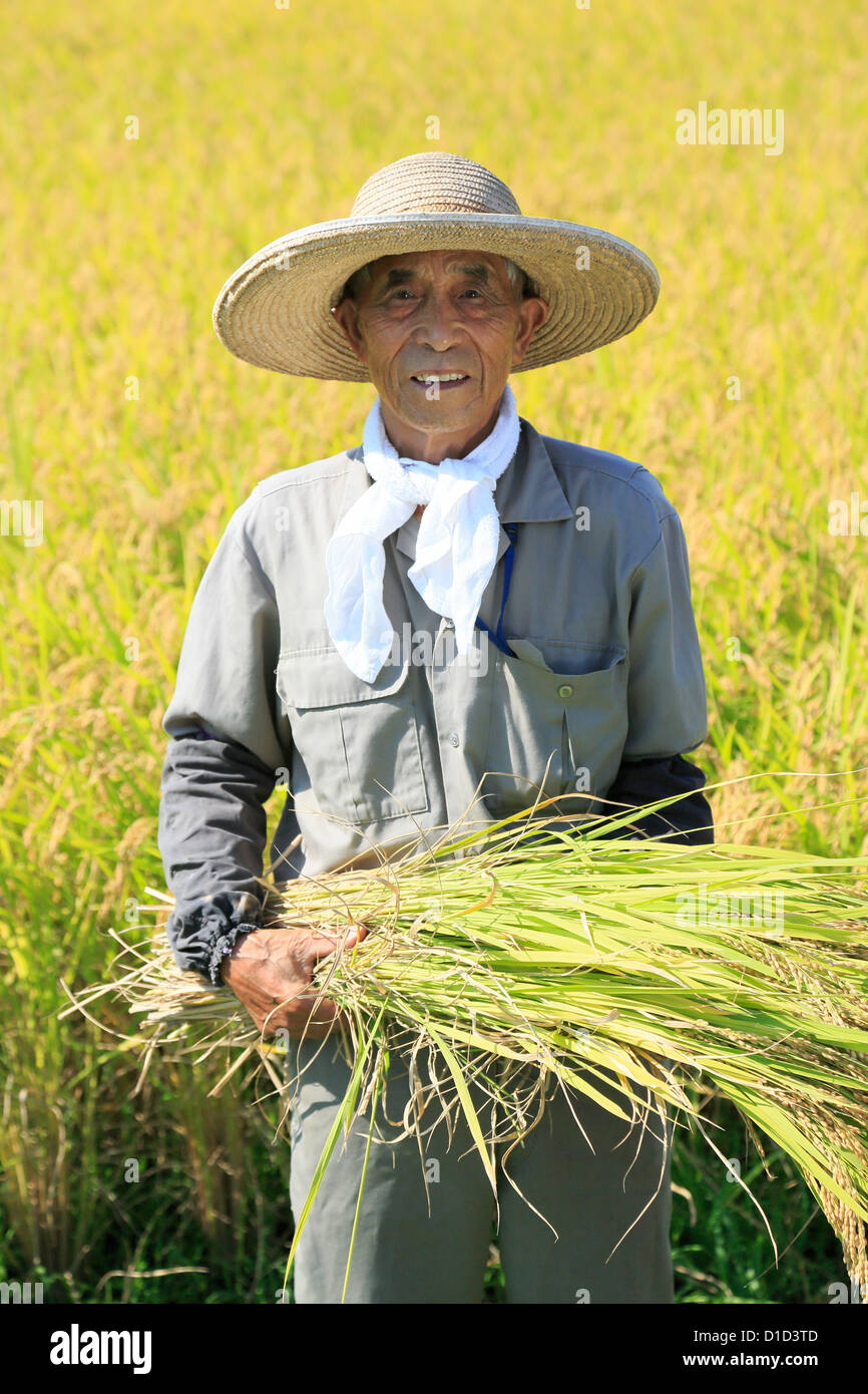 Farmer Holding Rice Ear and Standing in Rice Paddy in Autumn Stock ...