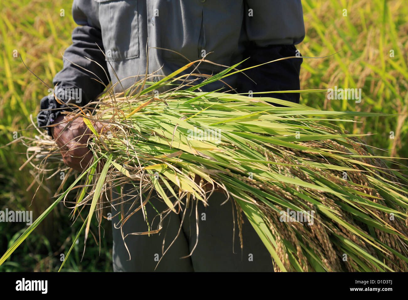 Farmer Holding Rice Ear Stock Photo - Alamy
