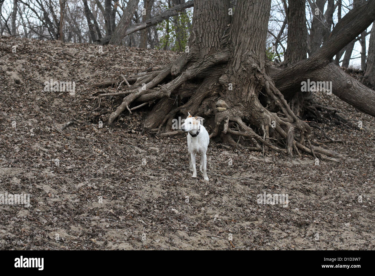 A dog in woods with gnarled exposed tree roots Stock Photo - Alamy