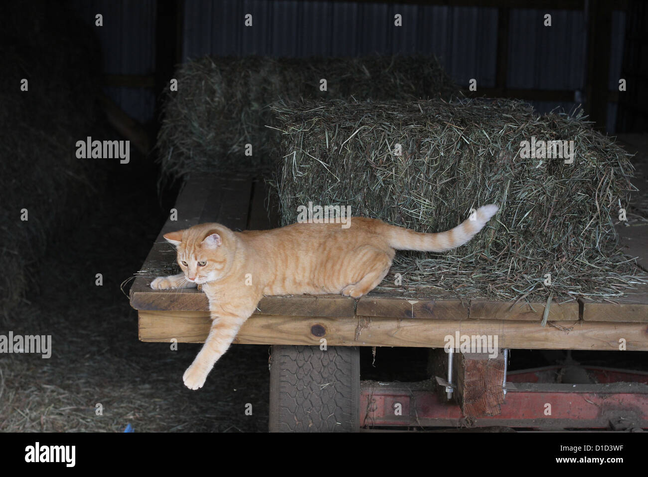 A yellow cat in a hay barn Stock Photo - Alamy