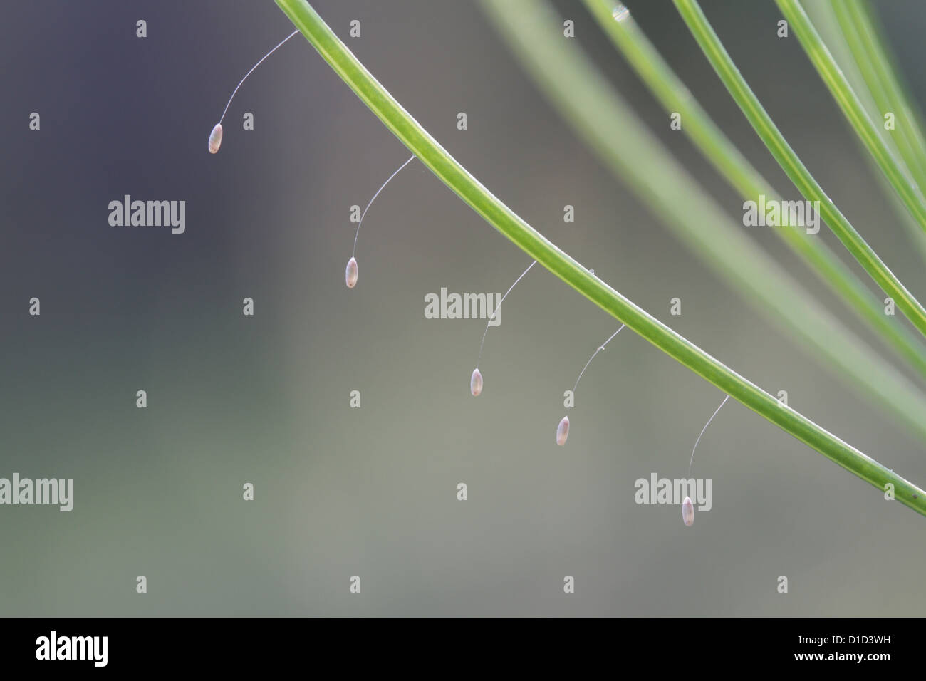 Lacewing Egg High Resolution Stock Photography and Images - Alamy