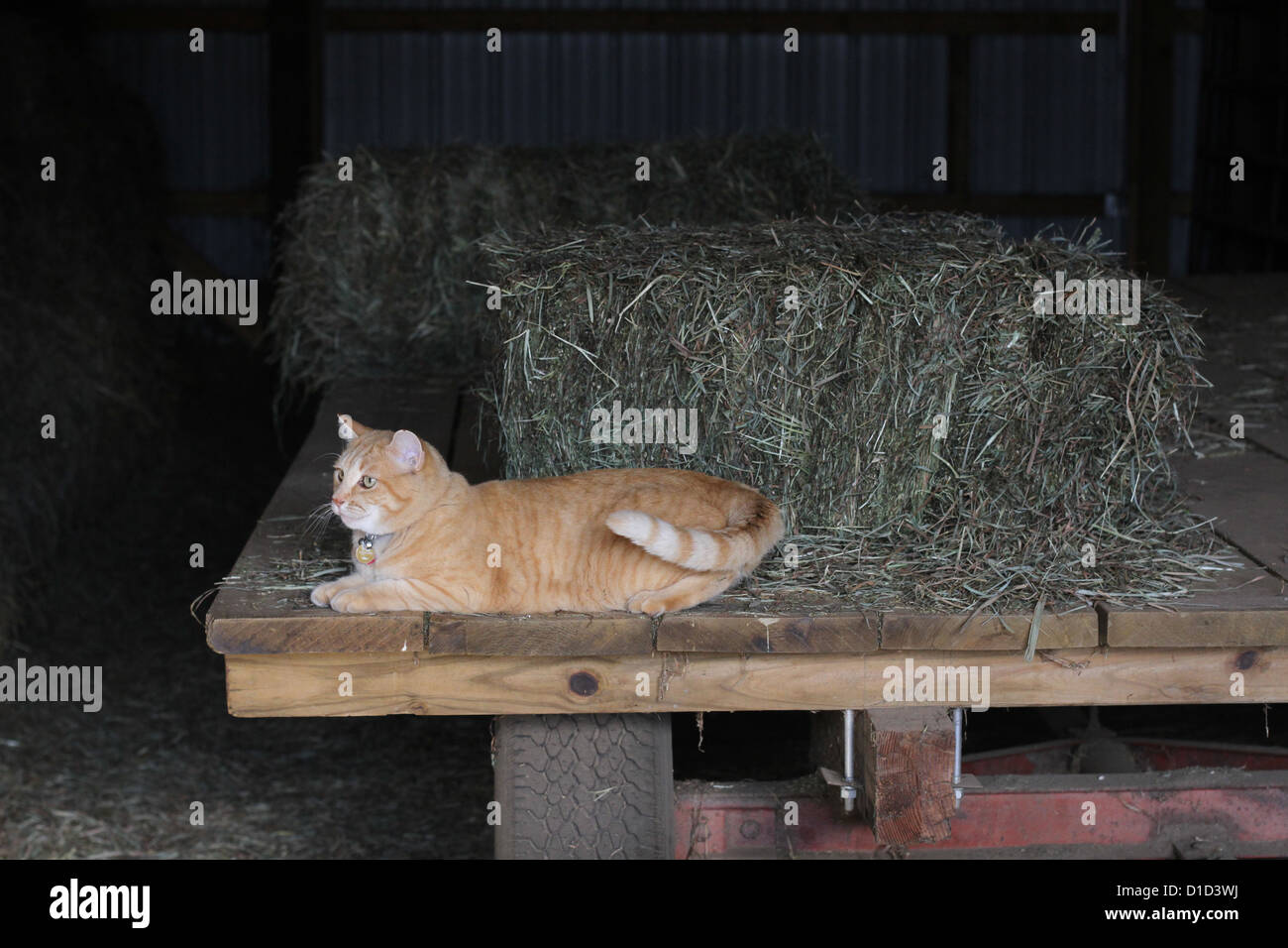 A yellow cat in a hay barn Stock Photo - Alamy
